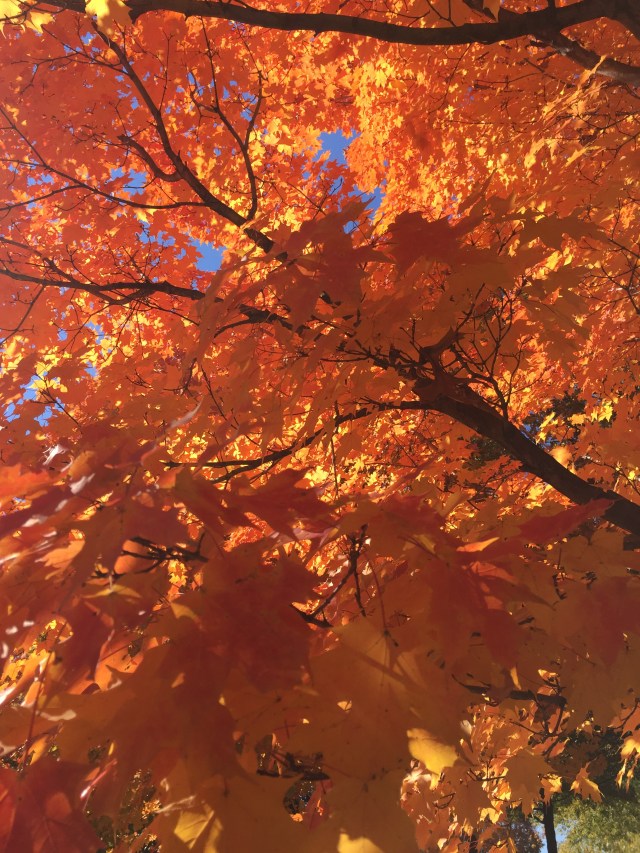 The majestic trees with their color of fire, shouted out louder than a ...
